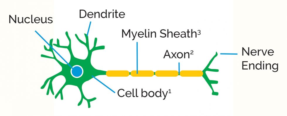 What is CMT? | CMT Research Foundation