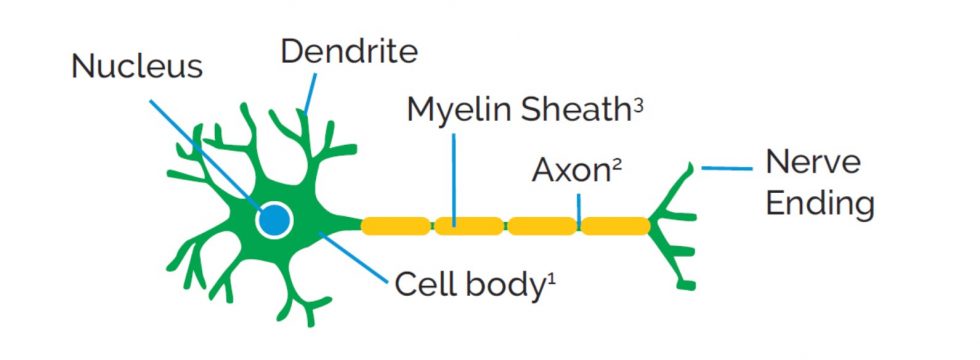 Charcot Marie Tooth Disease Type 2 (CMT2) Guide | CMT Research Foundation